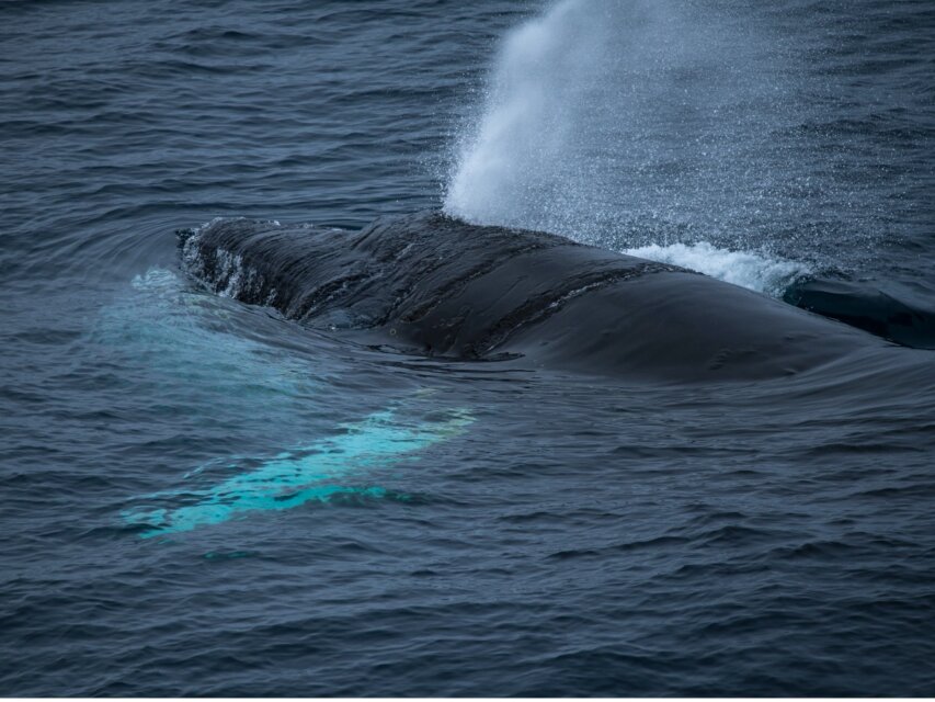 ¿Cómo respiran las ballenas? - Mis animales