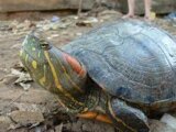 La hicotea, una especie en extinción - Mis animales