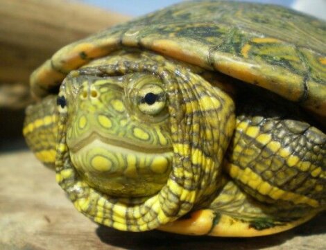 La hicotea, una especie en extinción - Mis animales