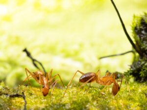 Hormiga loca: hábitat, características y potencial invasor - Mis animales