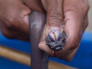 Agnatos o peces sin mandíbula: todo lo que debes saber - Mis animales