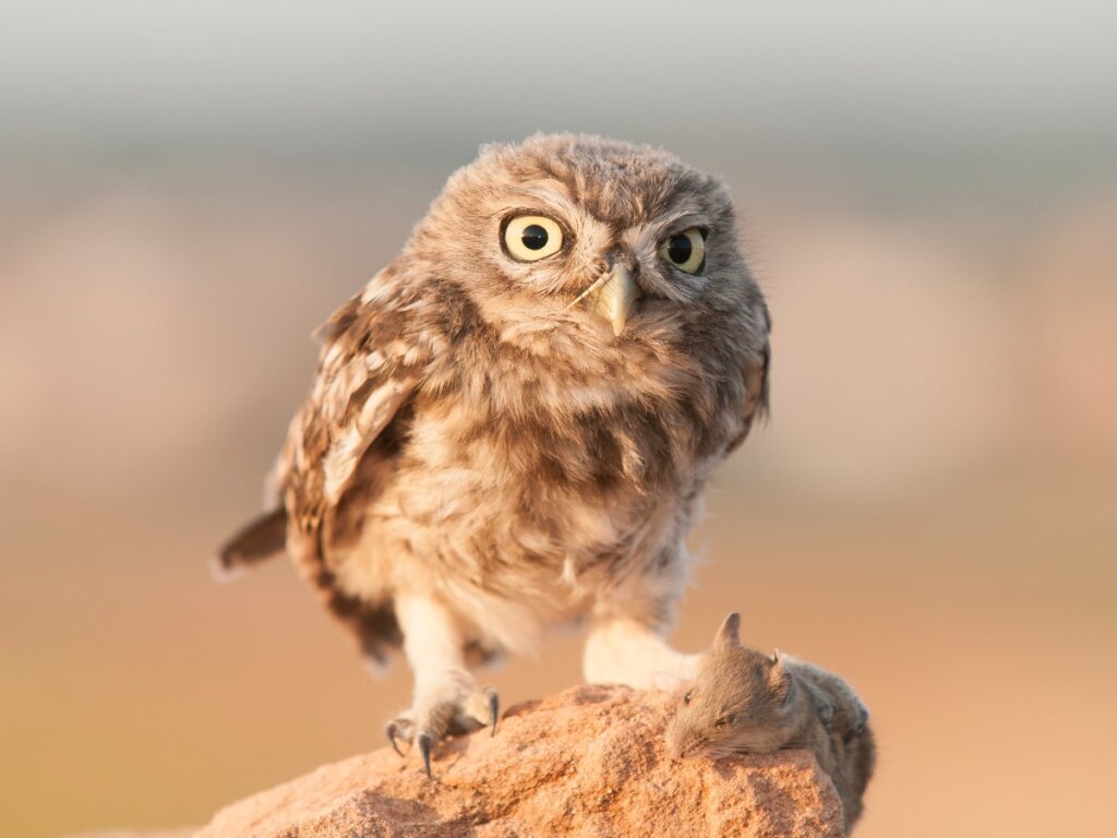 Mochuelo común: hábitat y características - Mis animales