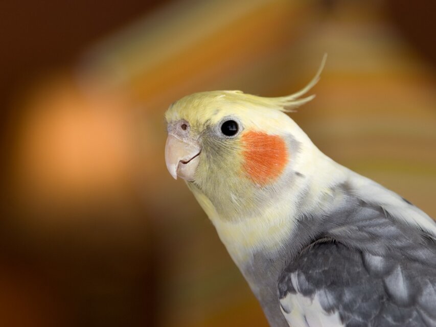 ¿Por qué mi pájaro se come sus heces? - Mis animales