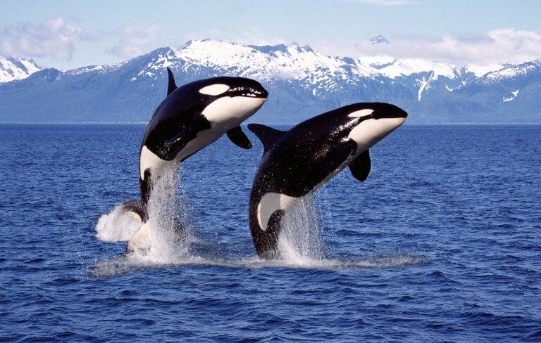 ¿Cómo se clasifican las orcas? - Mis animales