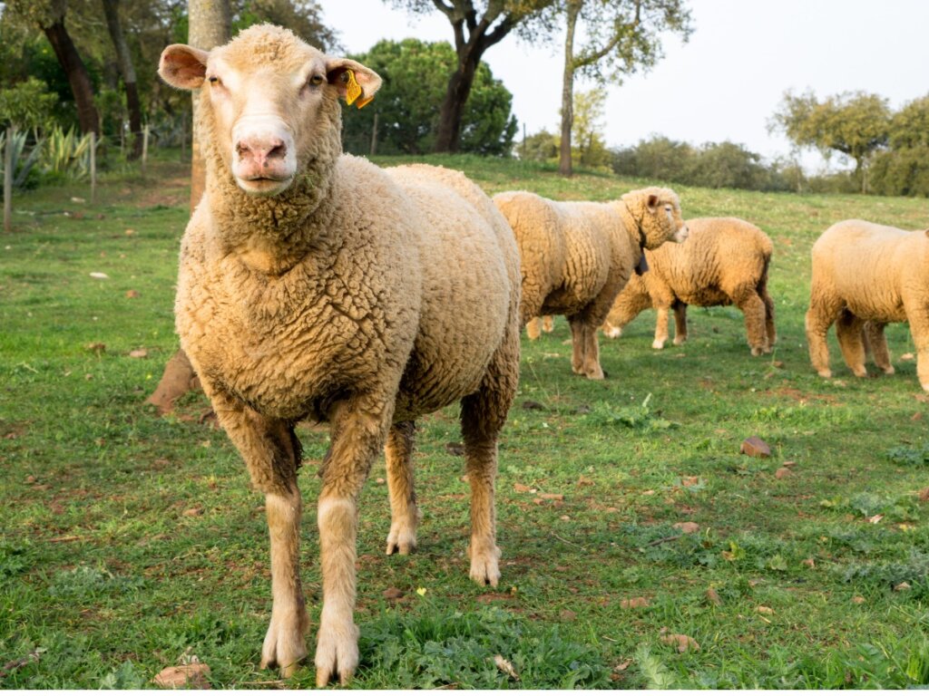 Comportamiento de las ovejas - Mis animales