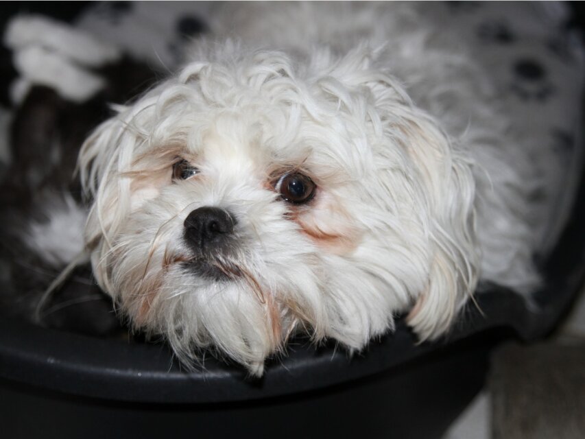 7 tipos de bichón - Mis animales