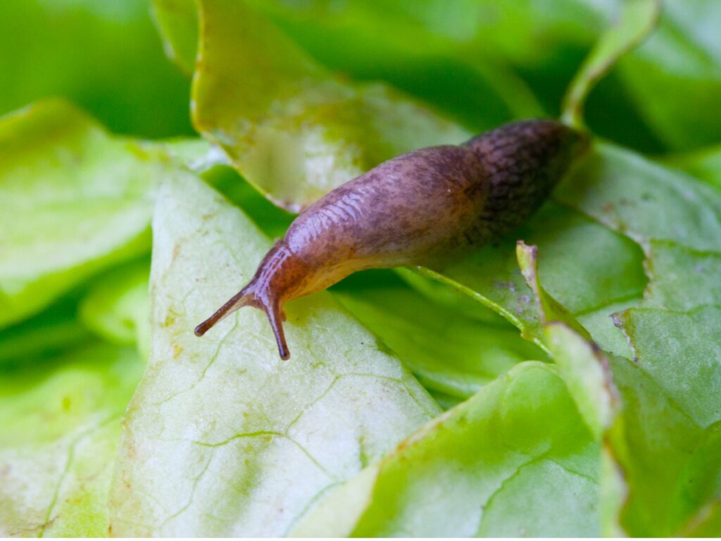 10 curiosidades de las babosas - Mis animales