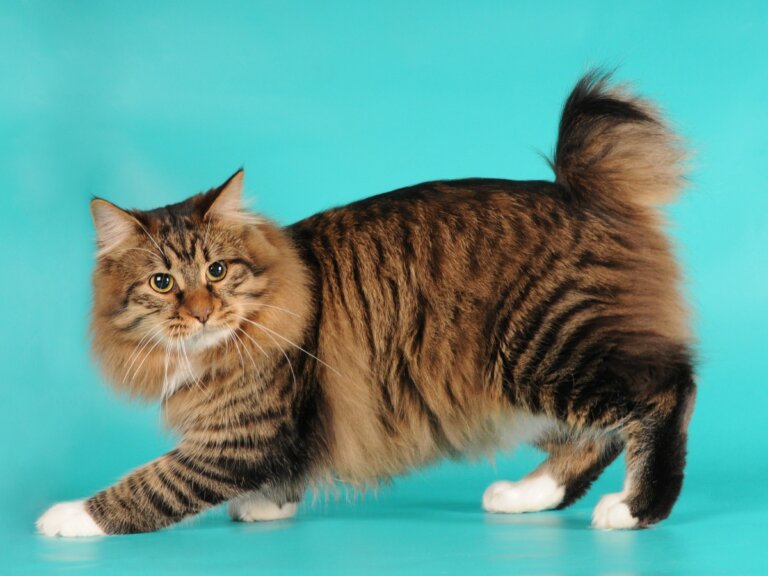 10 razas de gatos atigrados | Animales Leales