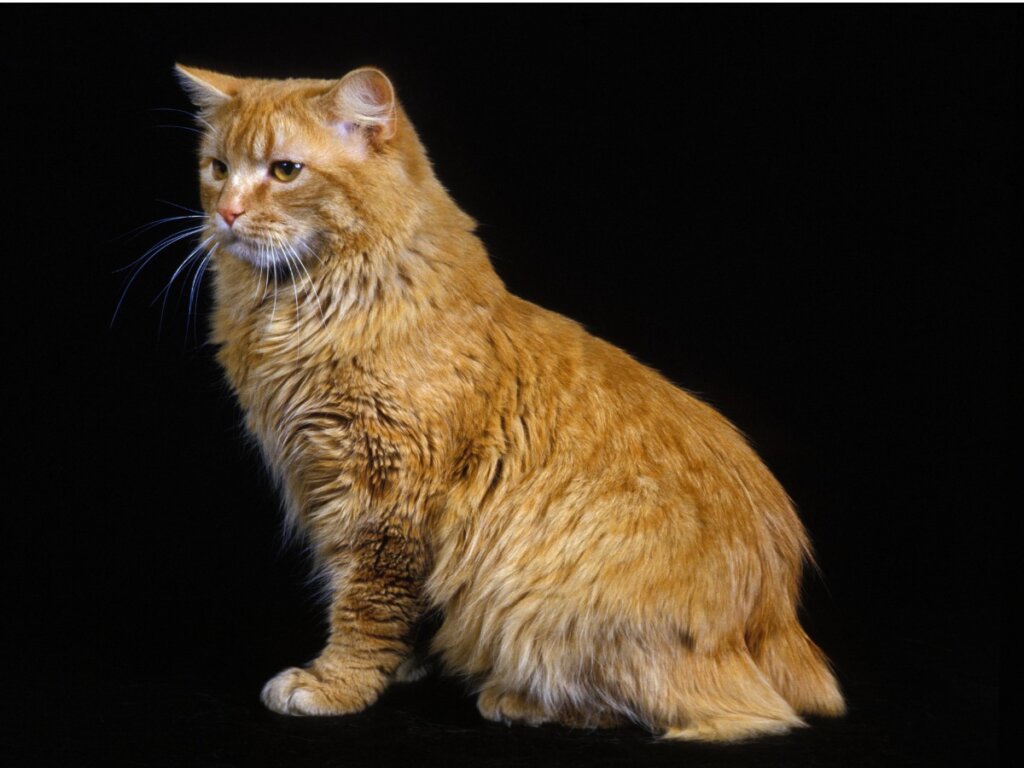 10 razas de gatos atigrados | Animales Leales