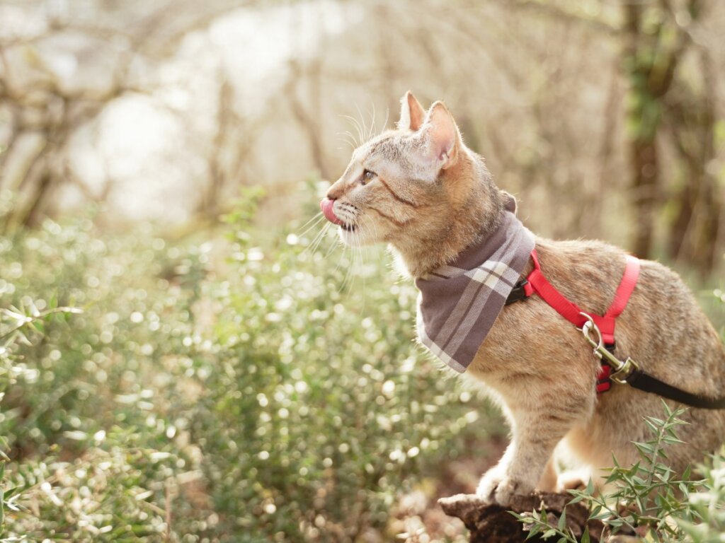 5 consejos para pasear a tu gato | Animales Leales