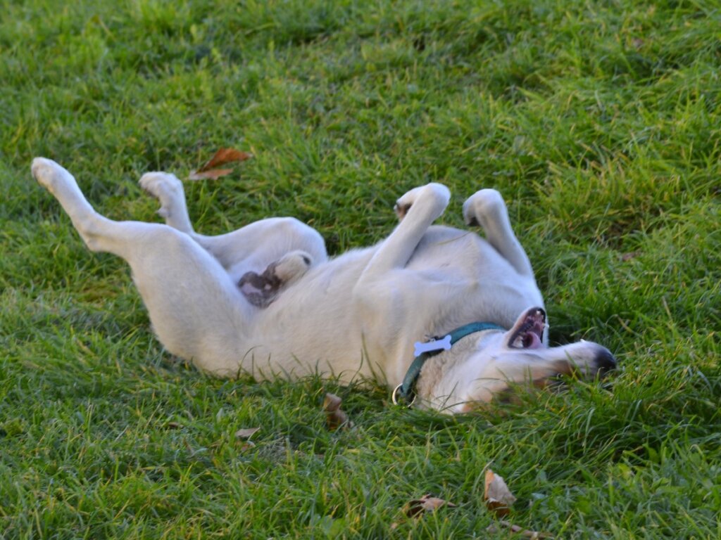 Parafimosis en perros: características, causas y tratamiento - Mis animales