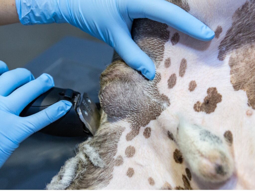 Parafimosis en perros: características, causas y tratamiento - Mis animales