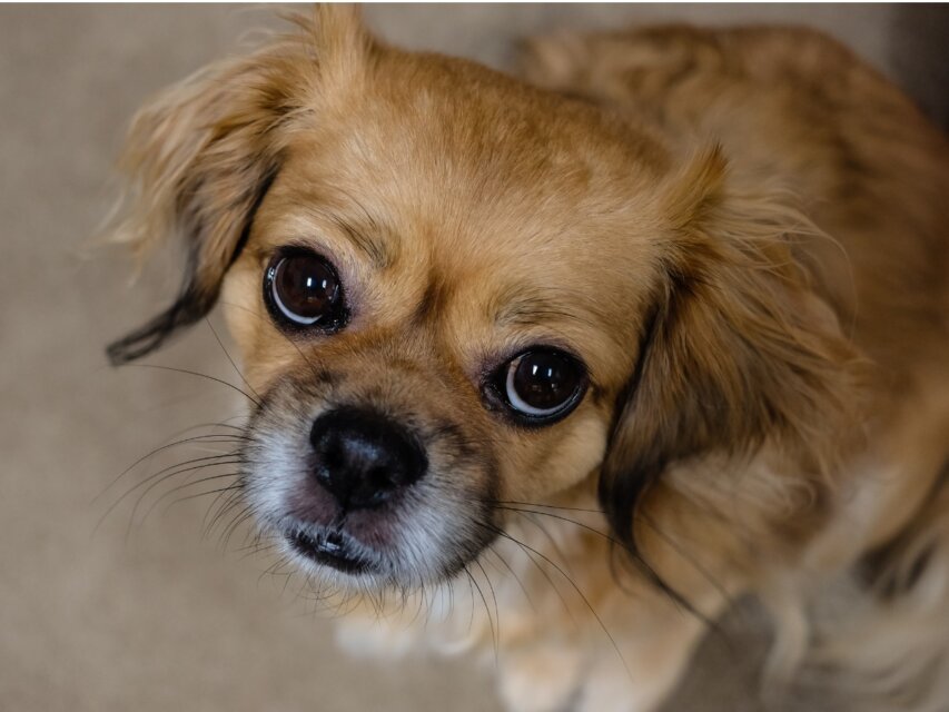 Spaniel tibetano: todo sobre esta raza