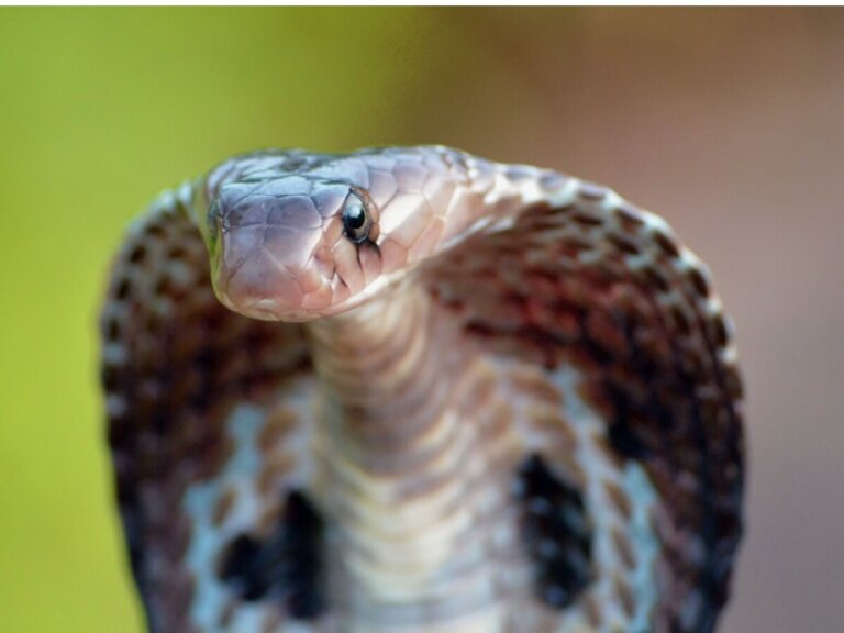 Lagarto azul del Gorgona - Mis Animales