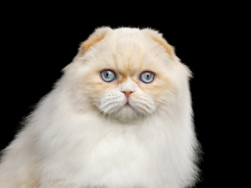 7 variaciones de patrón bicolor en gatos - Mis animales