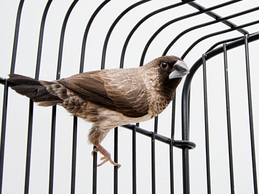 Los 10 pájaros tropicales más pequeños - Mis animales