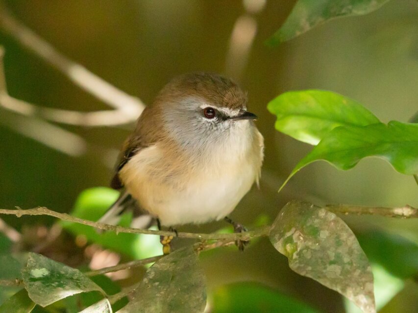 Los 10 pájaros tropicales más pequeños - Mis animales