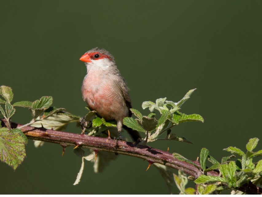 Los 10 pájaros tropicales más pequeños - Mis animales