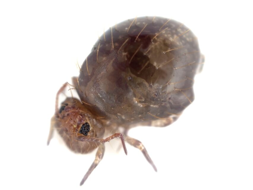 10 curiosidades de los colémbolos - Mis animales