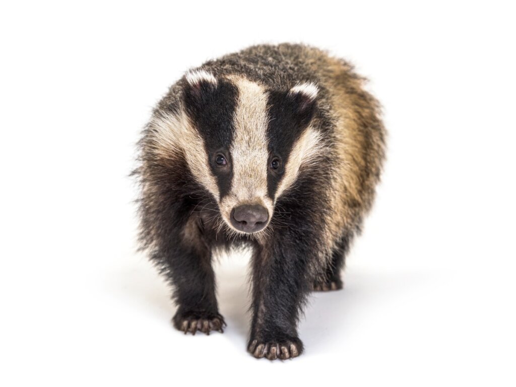 Alimentación del tejón - Mis animales