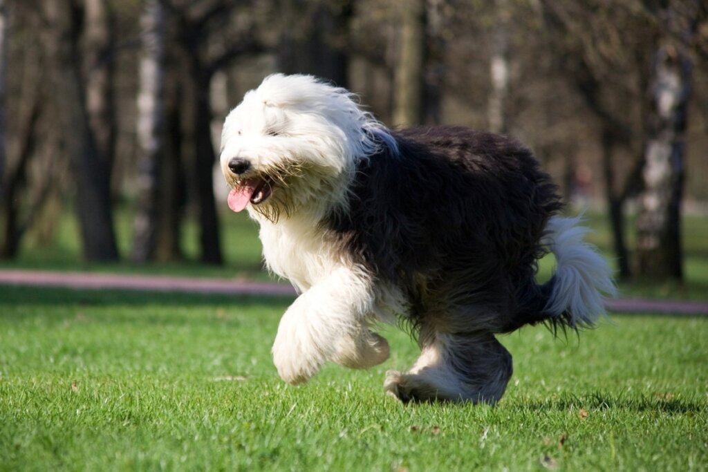 Diferencias entre el bobtail y el bearded collie - Mis animales