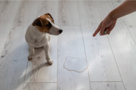Prostatitis en perros: síntomas y tratamiento - Mis animales
