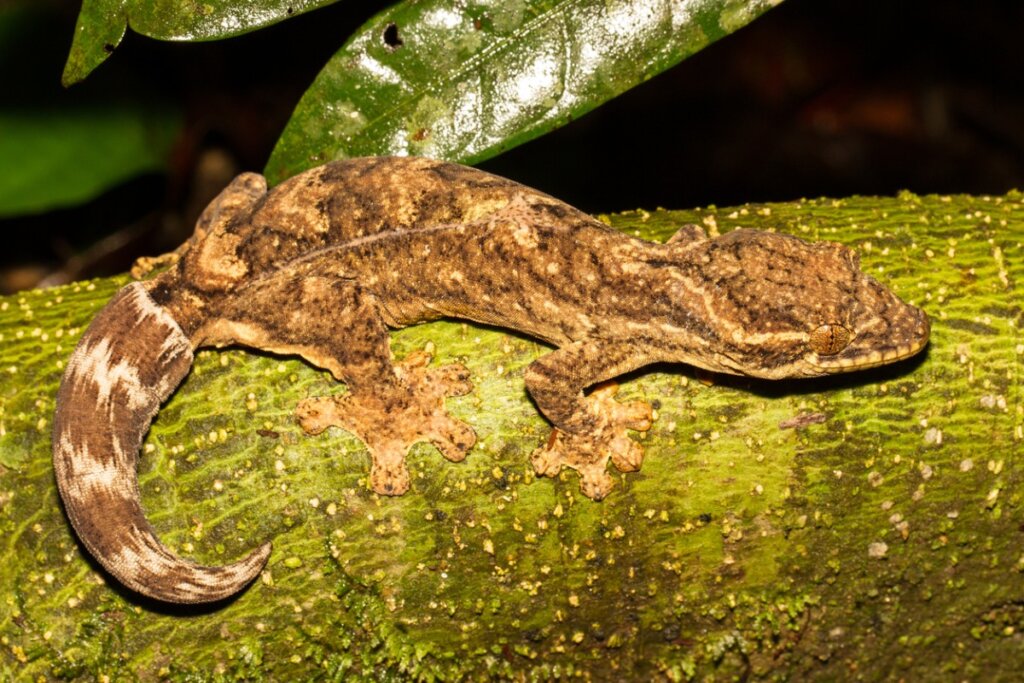 10 tipos de geckos - Mis animales