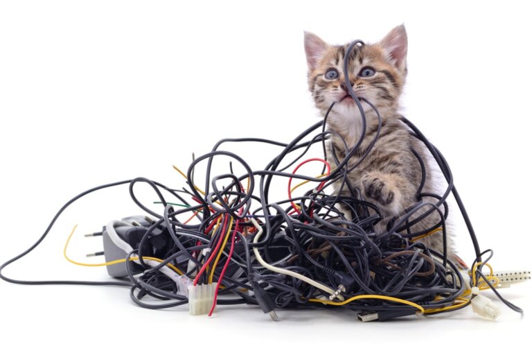 Cómo evitar que mi gato muerda los cables de casa - Mis animales