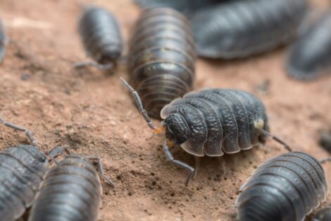 7 curiosidades de la cochinilla - Mis animales