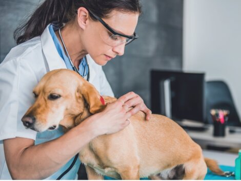 Nocardiosis en perros: síntomas y tratamiento - Mis animales