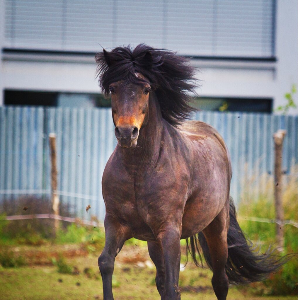El pony: origen, características y curiosidades - Mis Animales