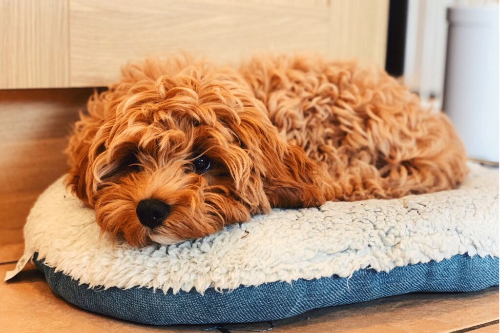Cavapoo: características y cuidados - Mis animales