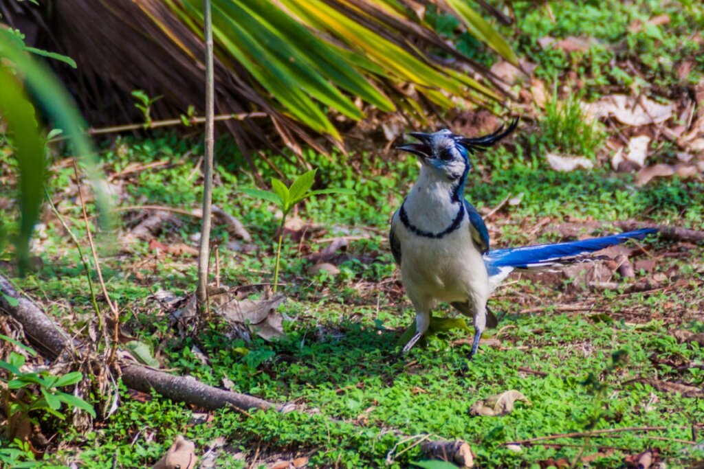 Urraca copetona: hábitat y características - Mis animales