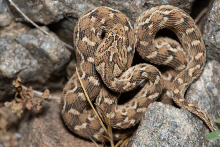Víbora gariba: hábitat y características - Mis animales
