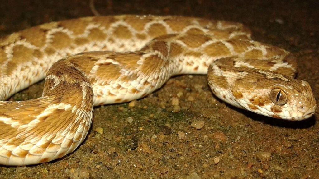 Víbora gariba: hábitat y características - Mis animales