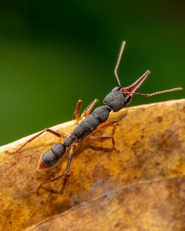 Harpegnathos venator: hábitat y características - Mis animales