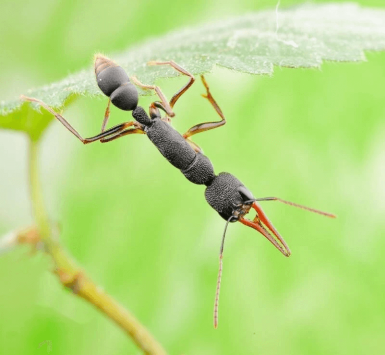 Harpegnathos venator: hábitat y características - Mis animales