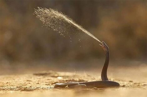 La cobra escupidora: hábitat, curiosidades y características - Mis animales