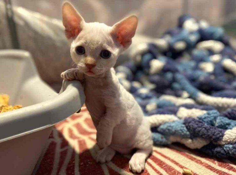 Gato minskin: todo sobre esta raza - Mis animales