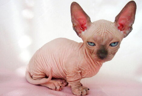 Gato minskin: todo sobre esta raza - Mis animales
