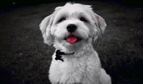 Mal-shi: todo sobre esta raza - Mis animales