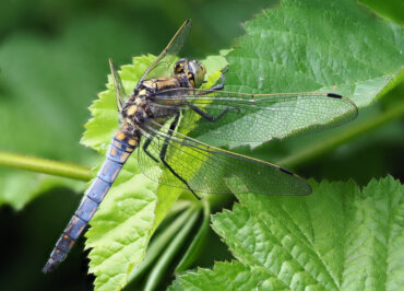 La libélula azul: características, hábitat y comportamiento - Mis animales