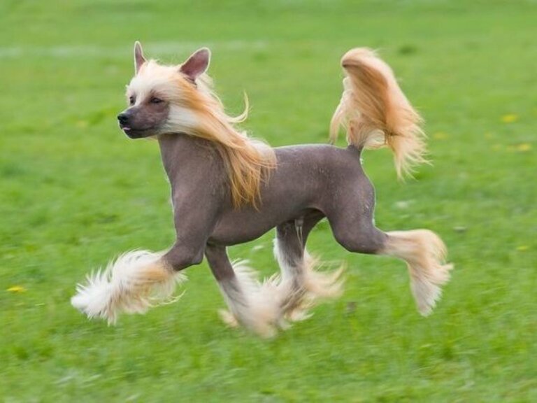 9 razas de perros chinos - Mis animales