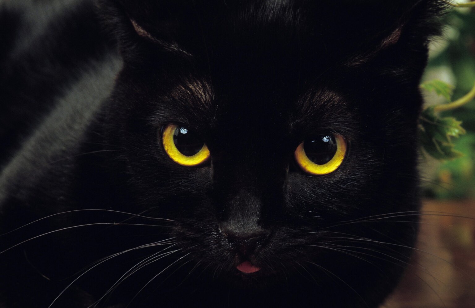 7 curiosidades de los gatos negros - Mis animales