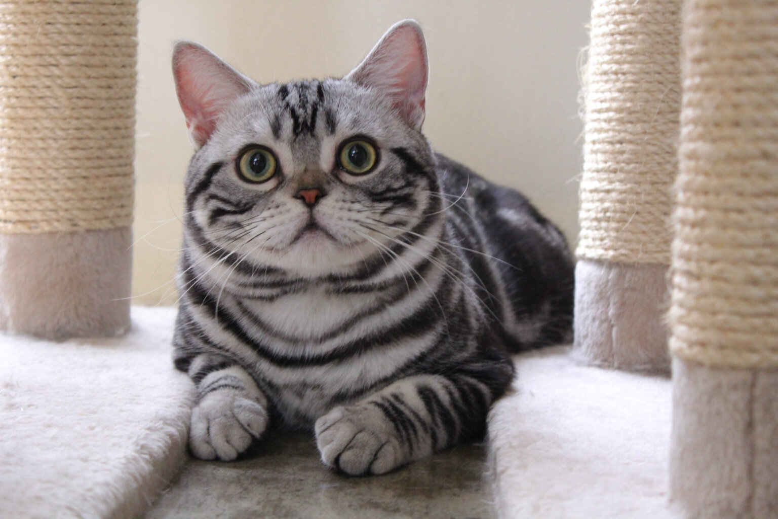 11 razas de gatos grises - Mis animales