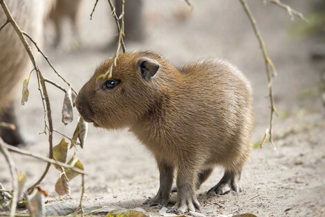 ¿Por qué el capibara es considerado el animal más amigable del mundo ...
