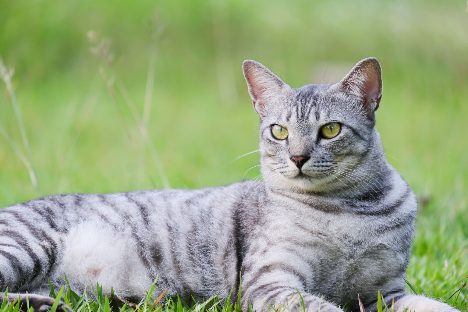 11 razas de gatos grises - Mis animales