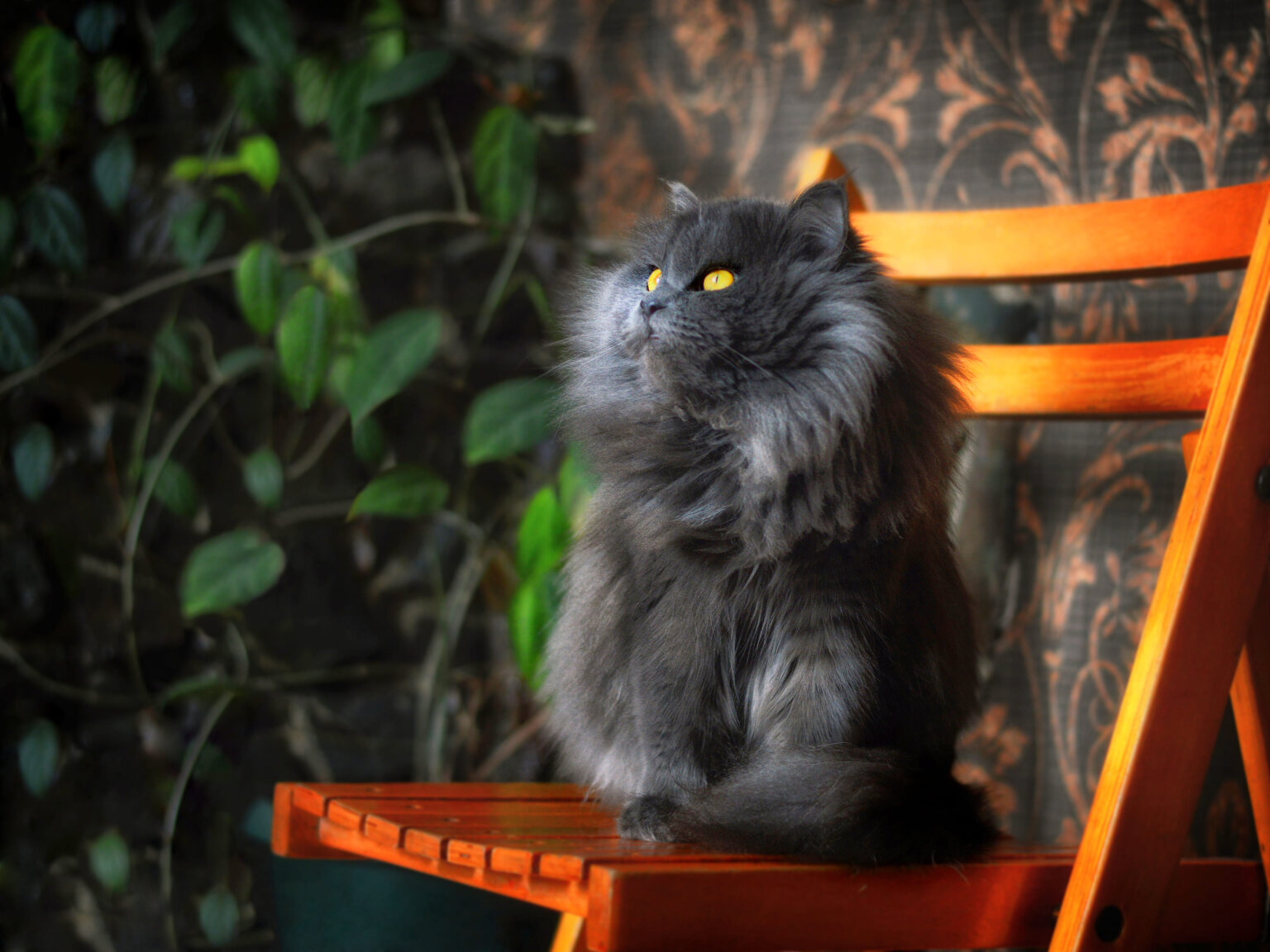 11 razas de gatos grises - Mis animales
