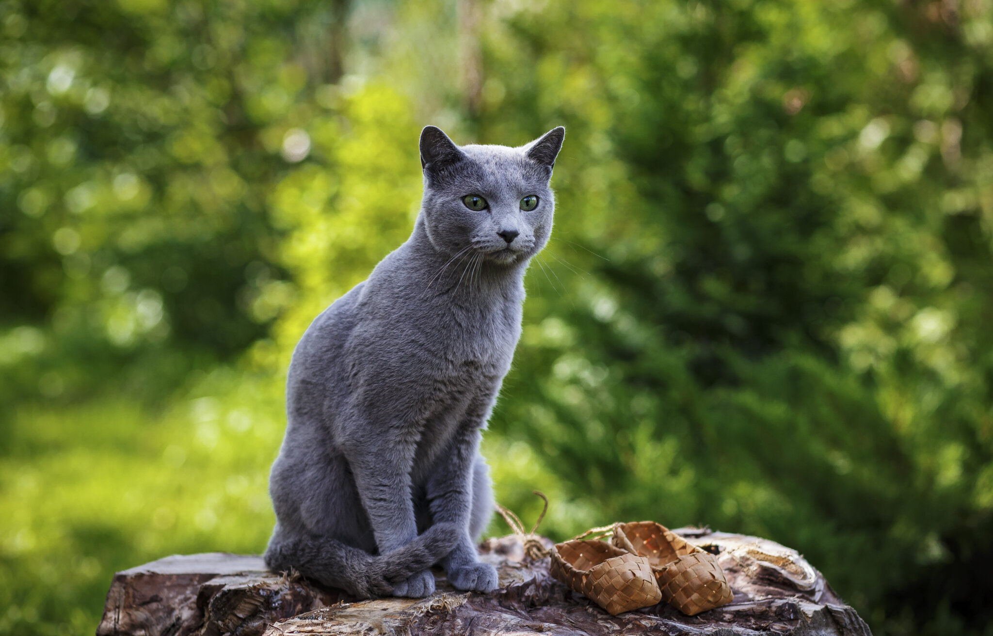 11 razas de gatos grises - Mis animales