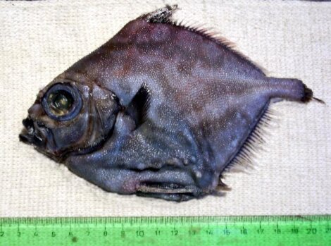 Conoce todo sobre el black oreo dory, un pez enigmático - Mis animales